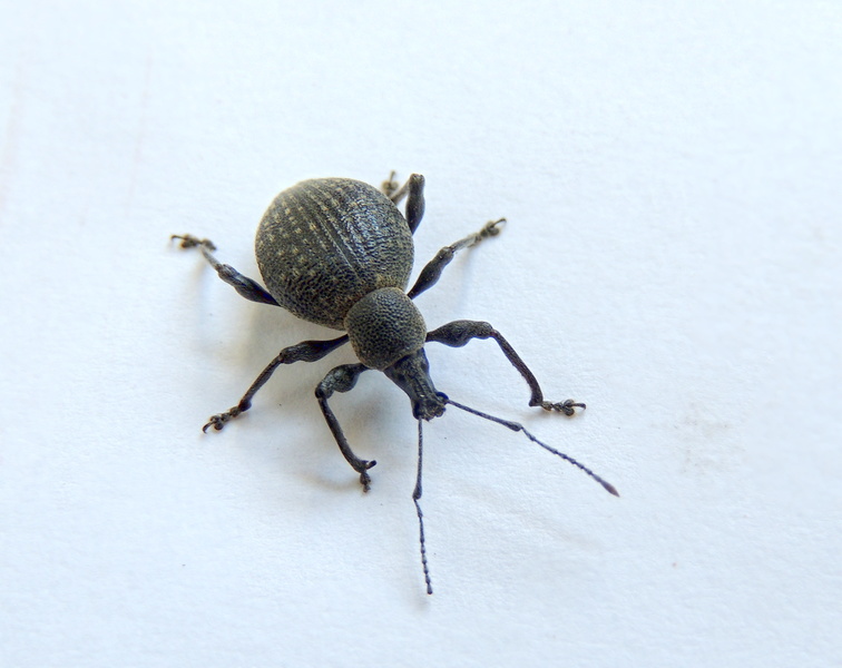 Nosánik škodca okrasných záhrad a parkov | BIOCONT