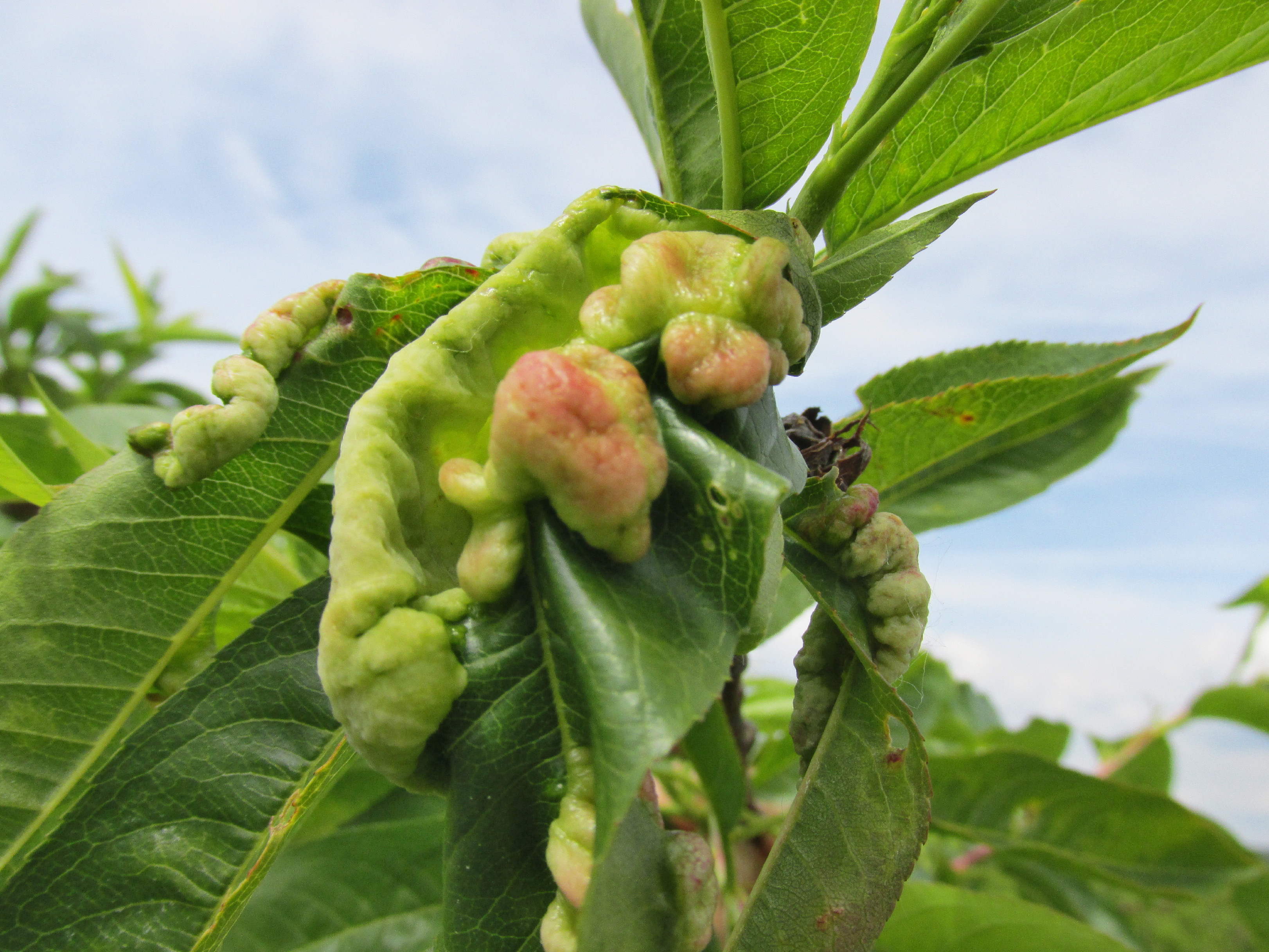 Prírodné prípravky proti kučeravosti broskýň | BIOCONT